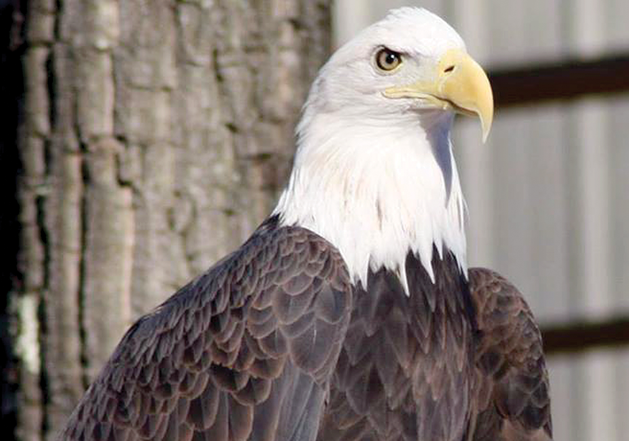 W.Va. Raptor Center | News, Sports, Jobs - The Intermountain